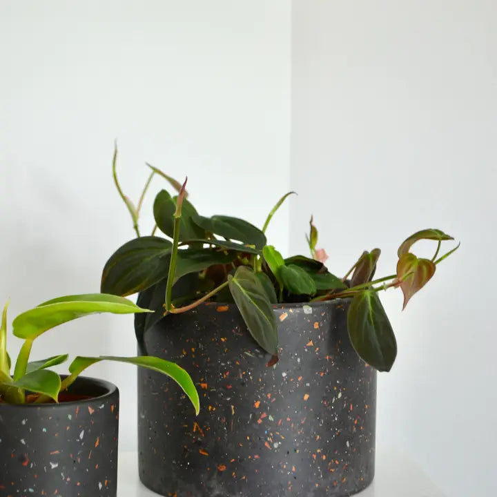 Zero Waste Terrazzo Planter – Geometry Garden & Floral Shop